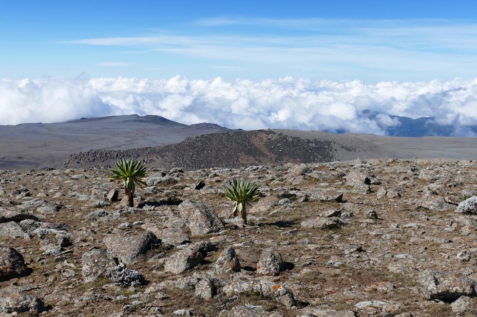 Bale Mountains National Park - Ethiopië | PANGEA Travel