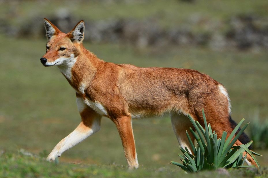 Bale Mountains National Park - Ethiopië | PANGEA Travel