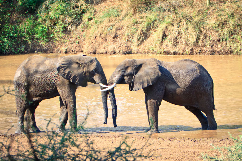 Limpopo National Park - Mozambique | PANGEA Travel