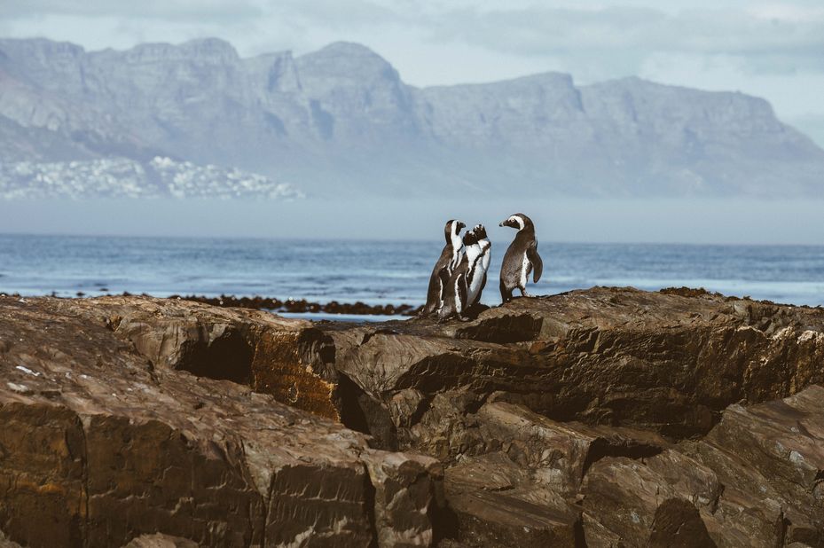 Robbeneiland - Zuid-Afrika | PANGEA Travel
