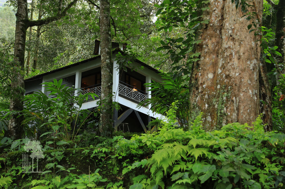 The Tall Trees Munnar - India | PANGEA Travel
