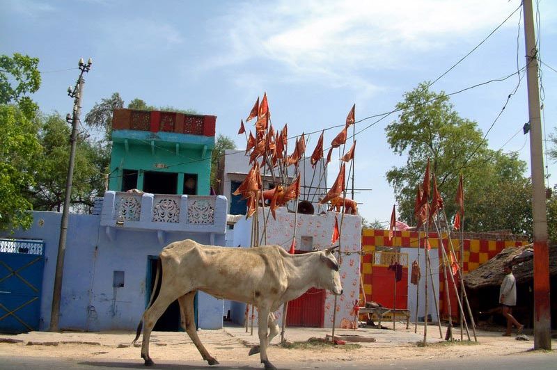Karni Mata tempel (rattentempel) - India | PANGEA Travel